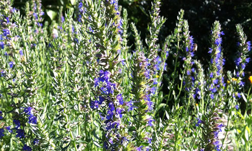 Ysop – Hyssopus officinalis - oafoch.at